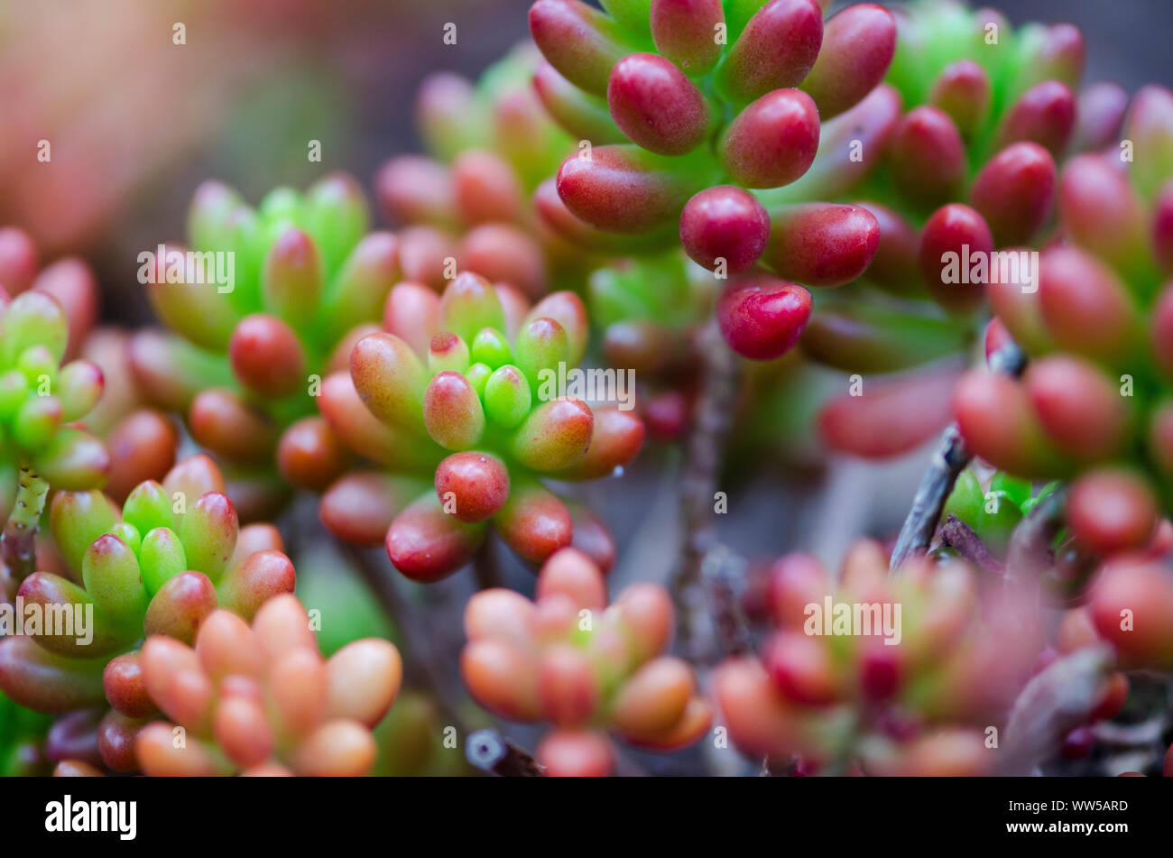 Crassulaceae Crassulaceae High Resolution Stock Photography and Images ...