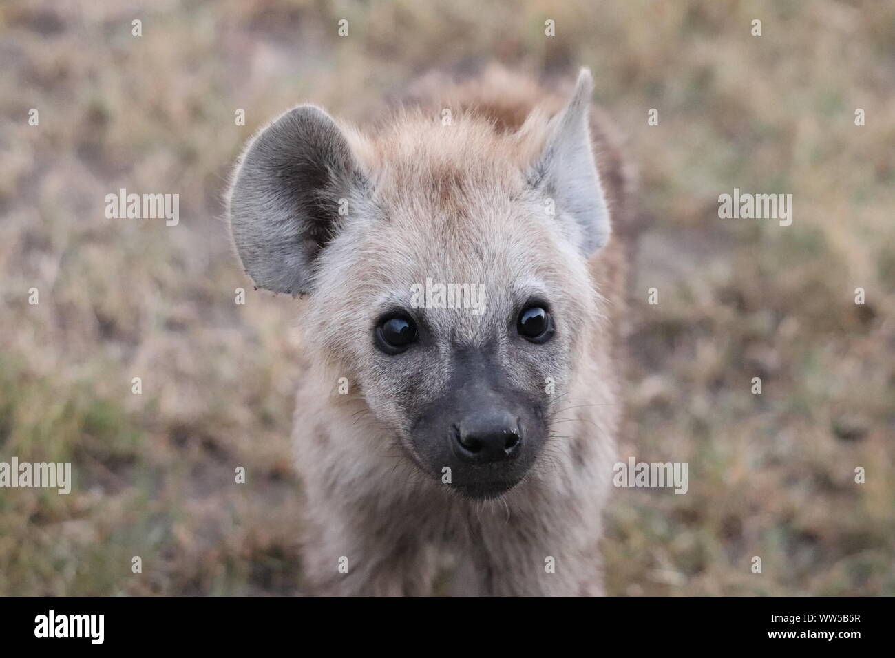 Hyena eyes hi-res stock photography and images - Alamy