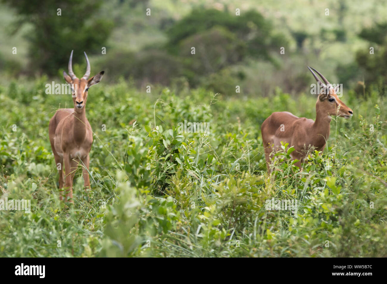 Impala antelope (Aepyceros melampus) Hluhluwe park, south Africa Stock ...