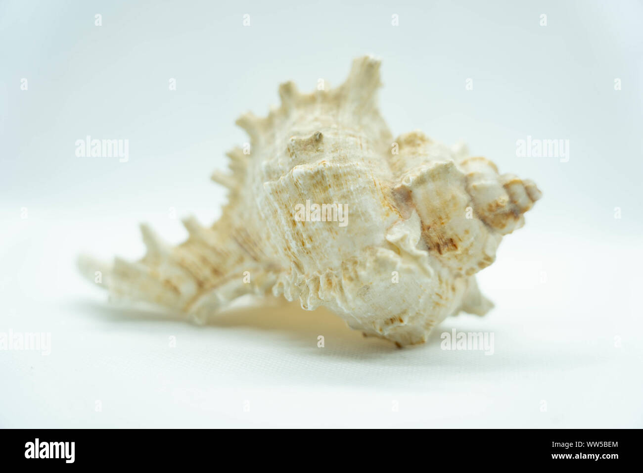 Seashell island hi-res stock photography and images - Alamy