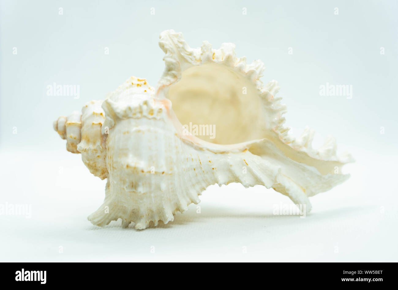 Seashell boat hi-res stock photography and images - Alamy