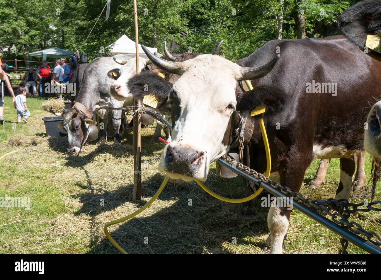 Cows at the cattle fair Stock Photo - Alamy