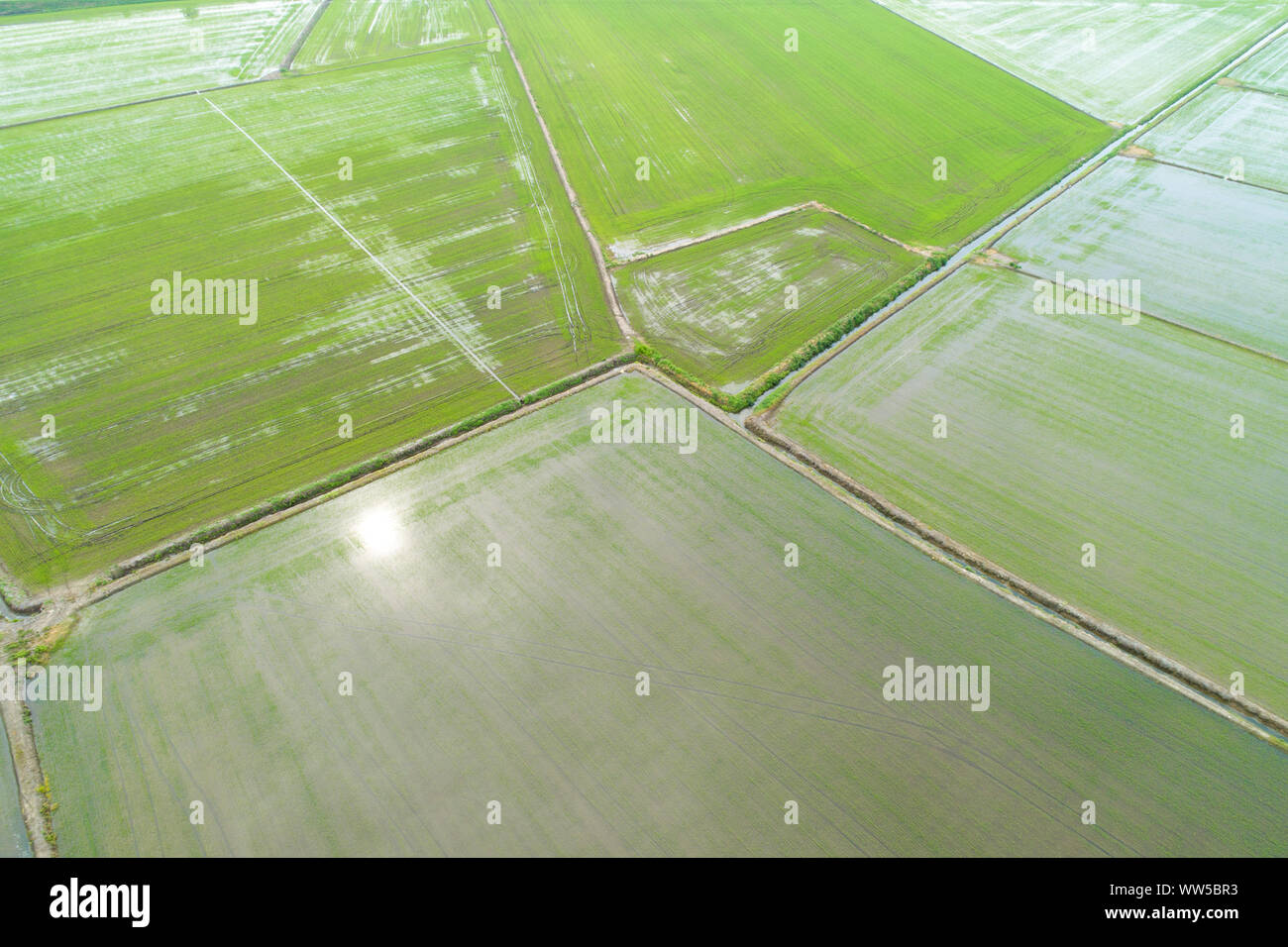 Flooded fields for rice cultivation seen from above, panorama of the Po ...