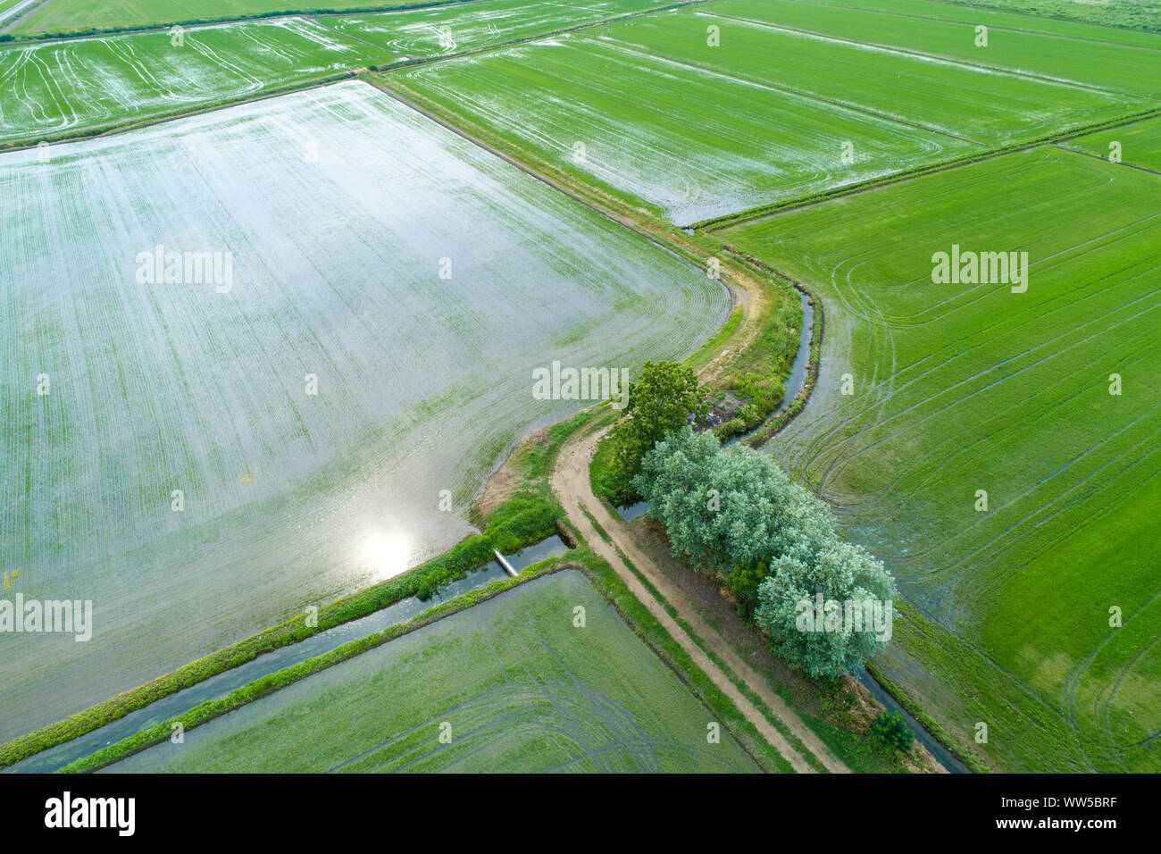 Rice growing italy hi-res stock photography and images - Alamy