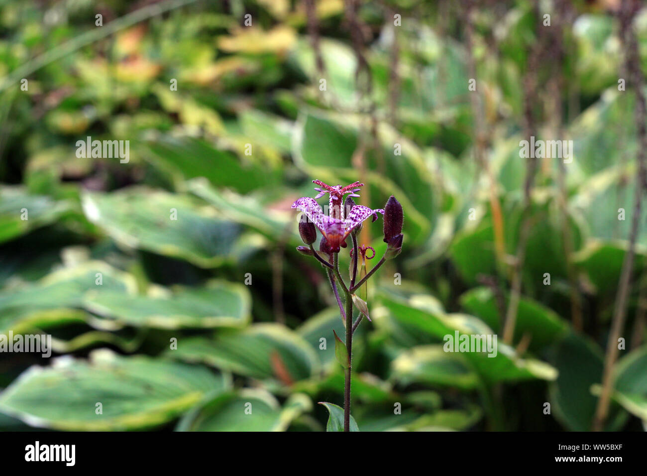 Small purple spotted flower Tricyrtis hirta growing in summer garden ...