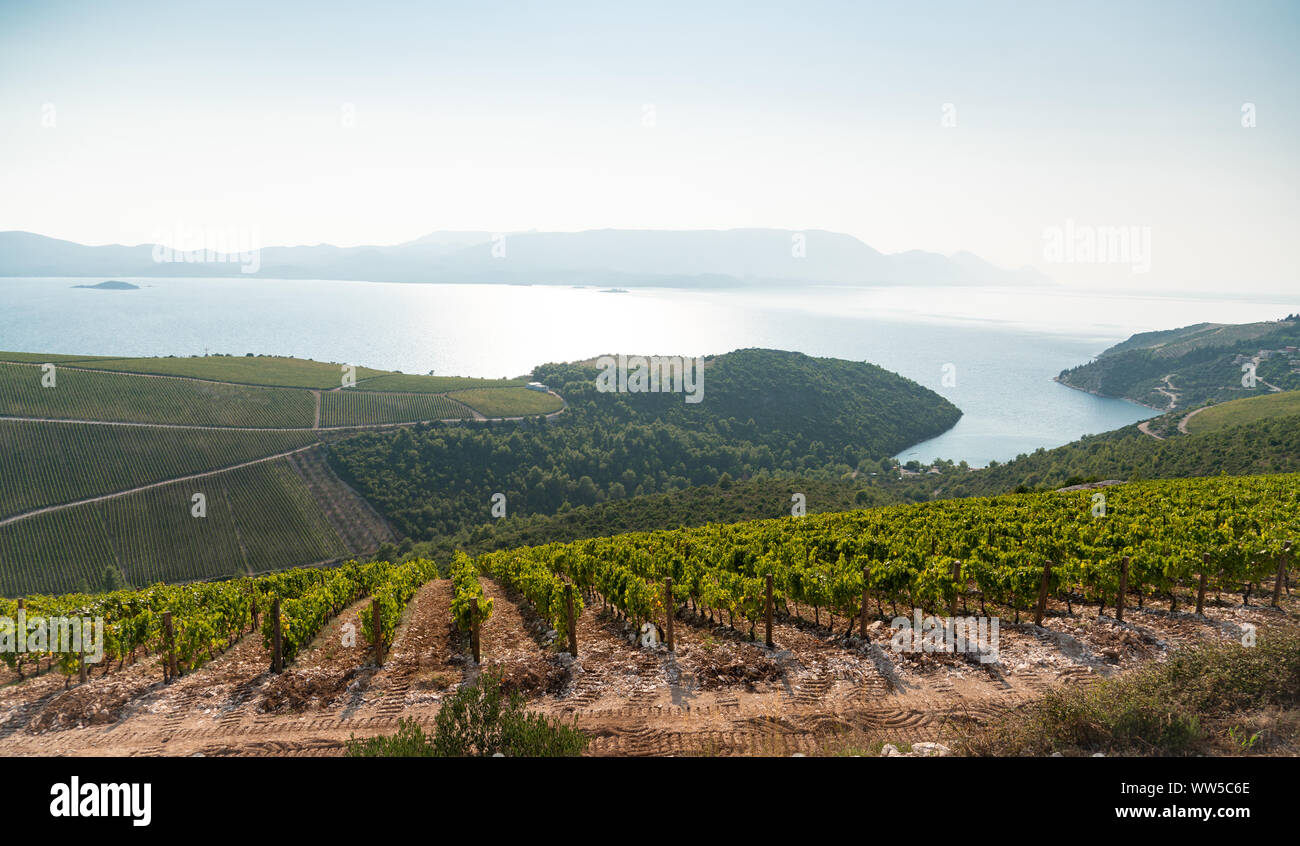 Vineyard on the mountain. Wine making industry Stock Photo - Alamy