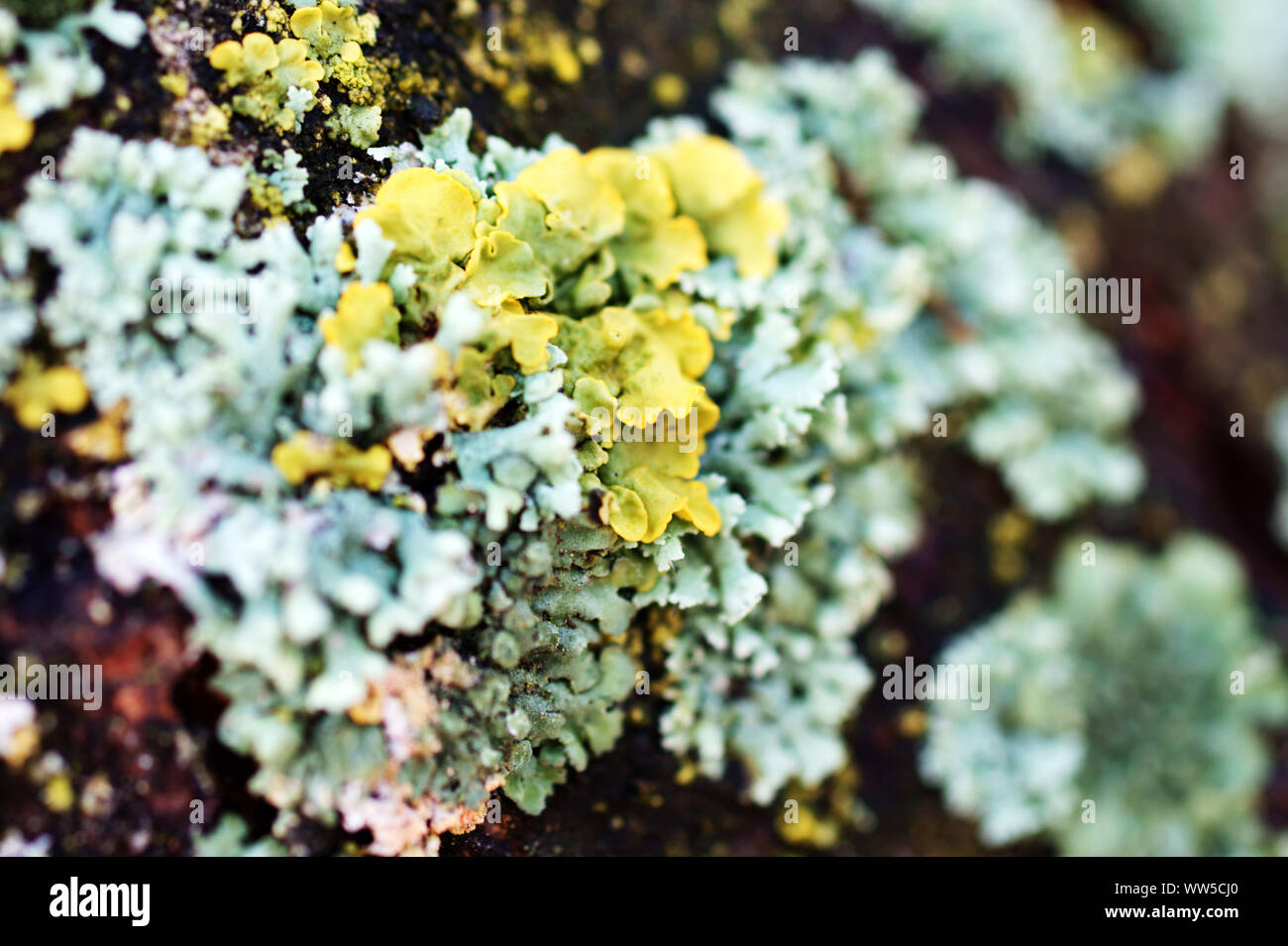 Central perspective shot hi-res stock photography and images - Alamy