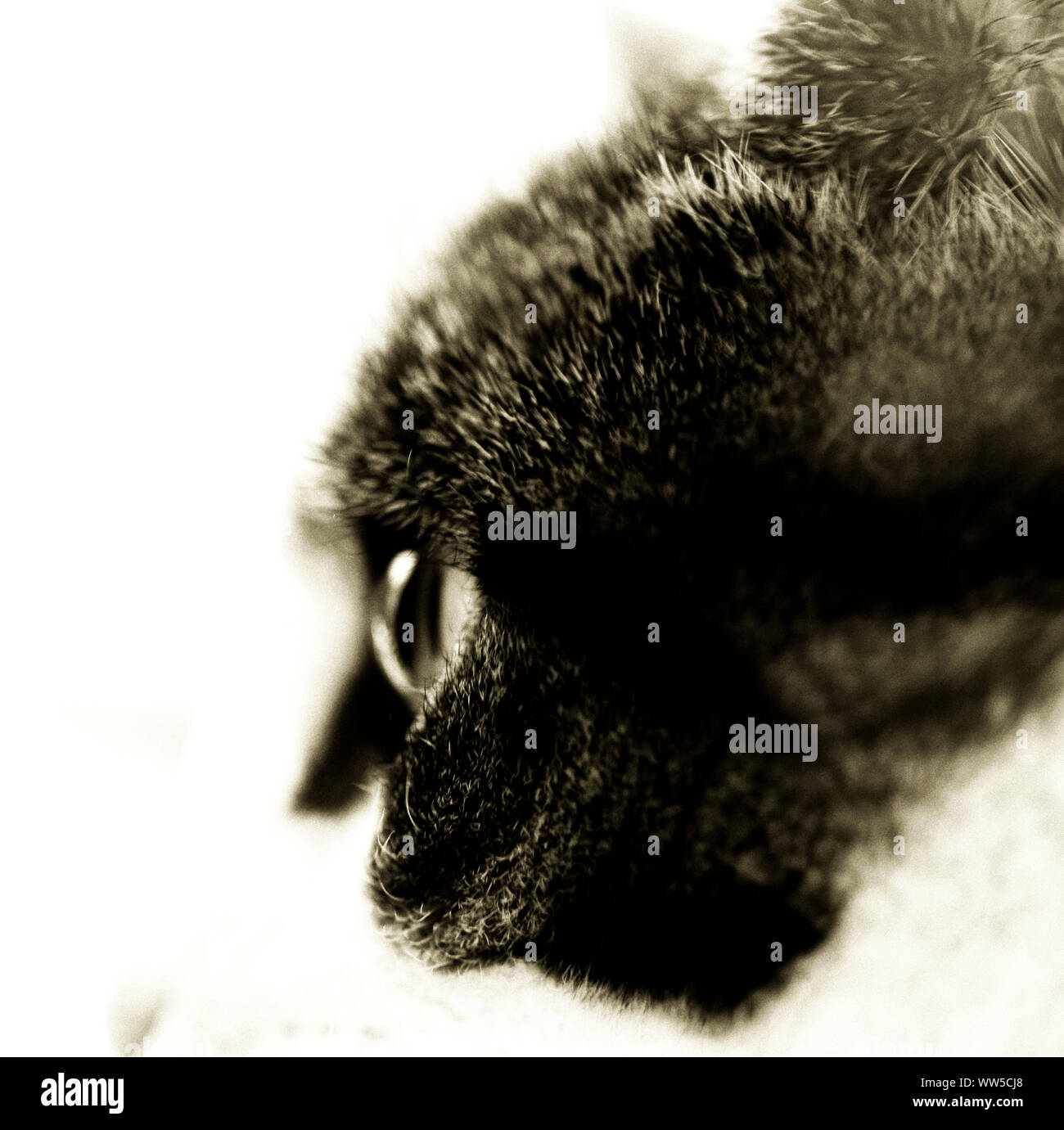 Side view on a cat head Stock Photo - Alamy