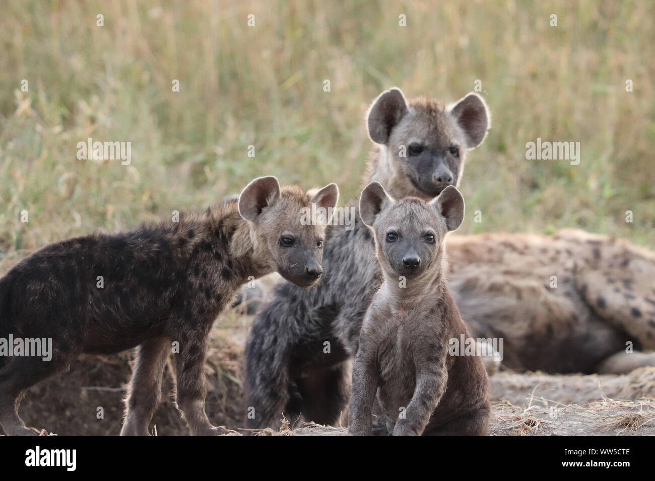 Spotted hyena cubs by the den, Masai Mara National Park, Kenya Stock ...