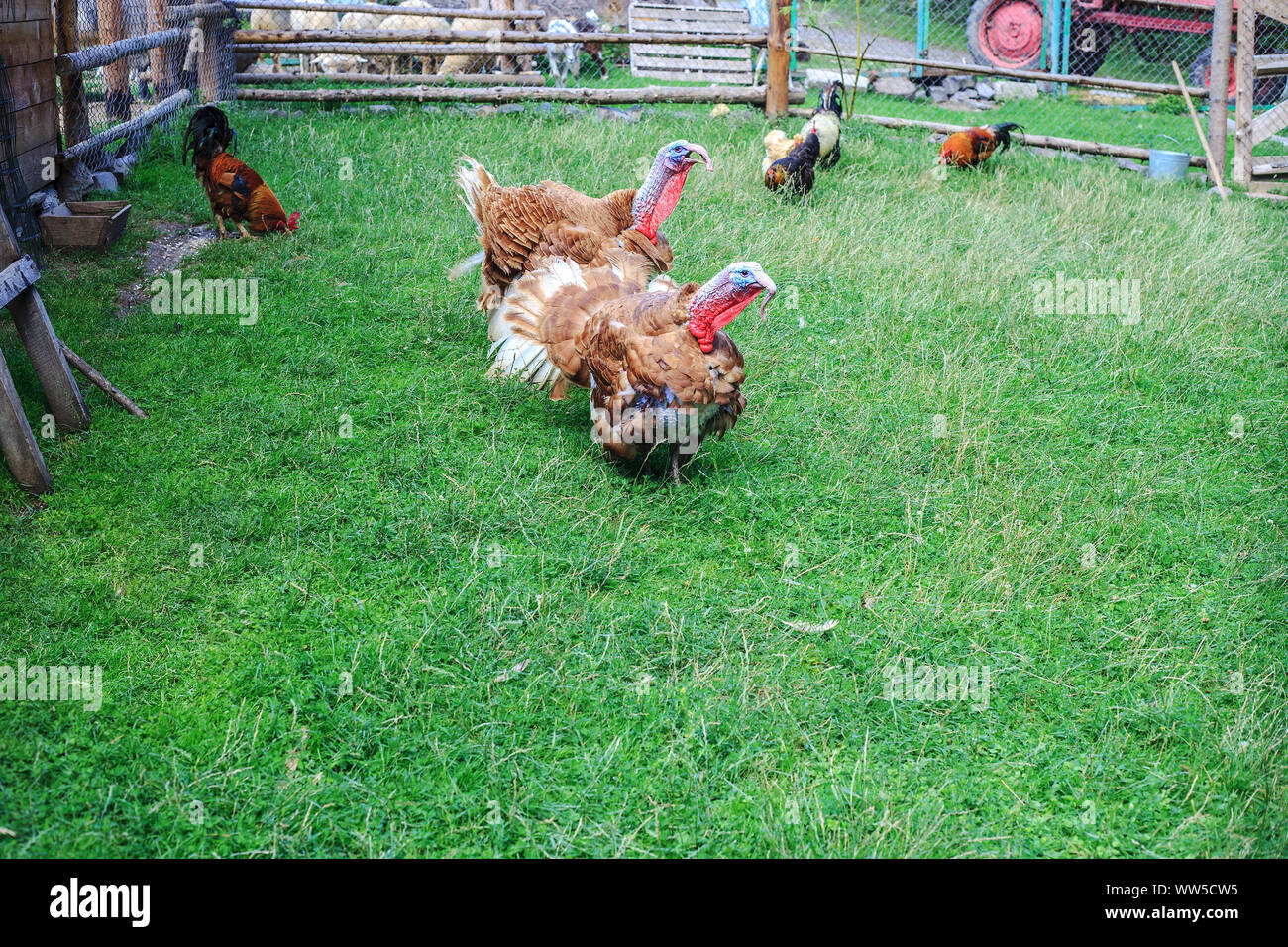 Pair of turkeys on green pasture. Domestic birds on lawn at farm Stock ...
