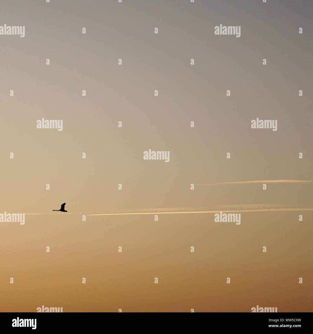 Swan measurement hi-res stock photography and images - Alamy