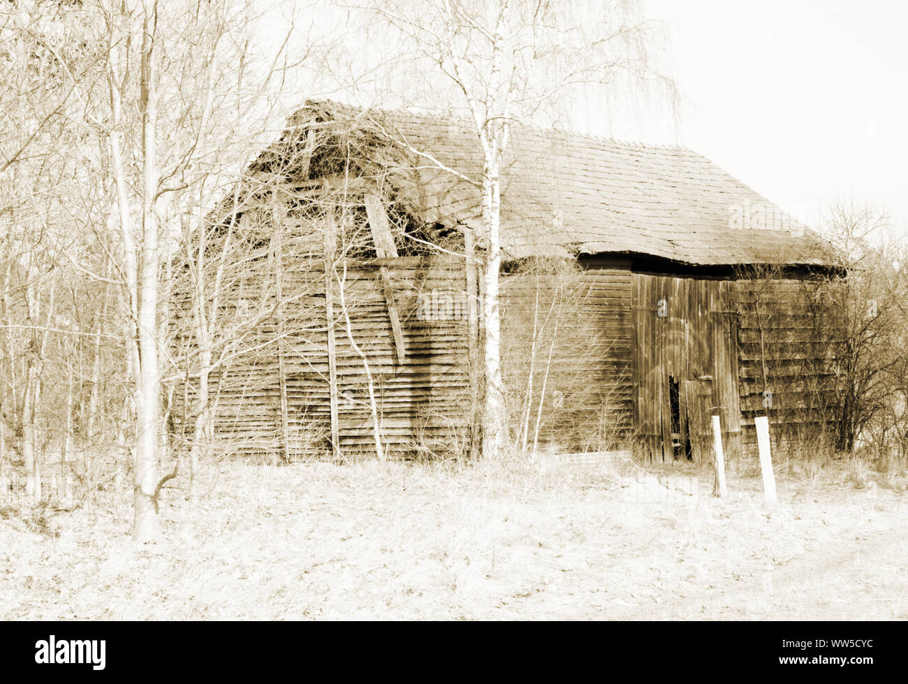 Photography of ramshackle barn at an edge of the forest hi-res stock ...