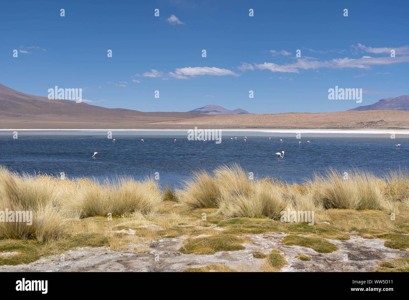 The Bolivia salt desert- Salar de Uyuni Stock Photo - Alamy