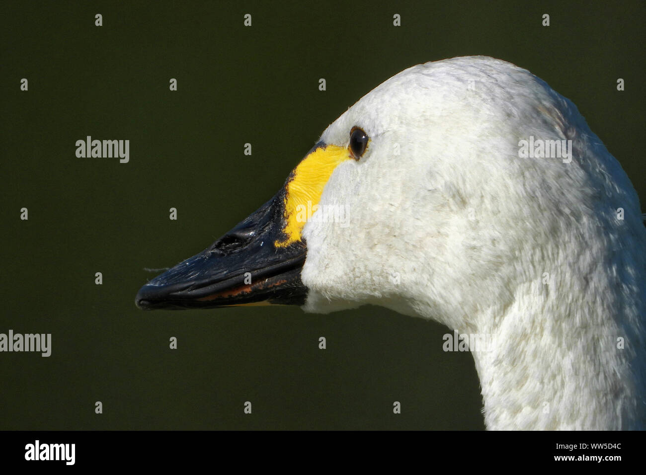 Bewick's swan (Cygnus bewickii) is a small Holarctic swan Stock Photo ...