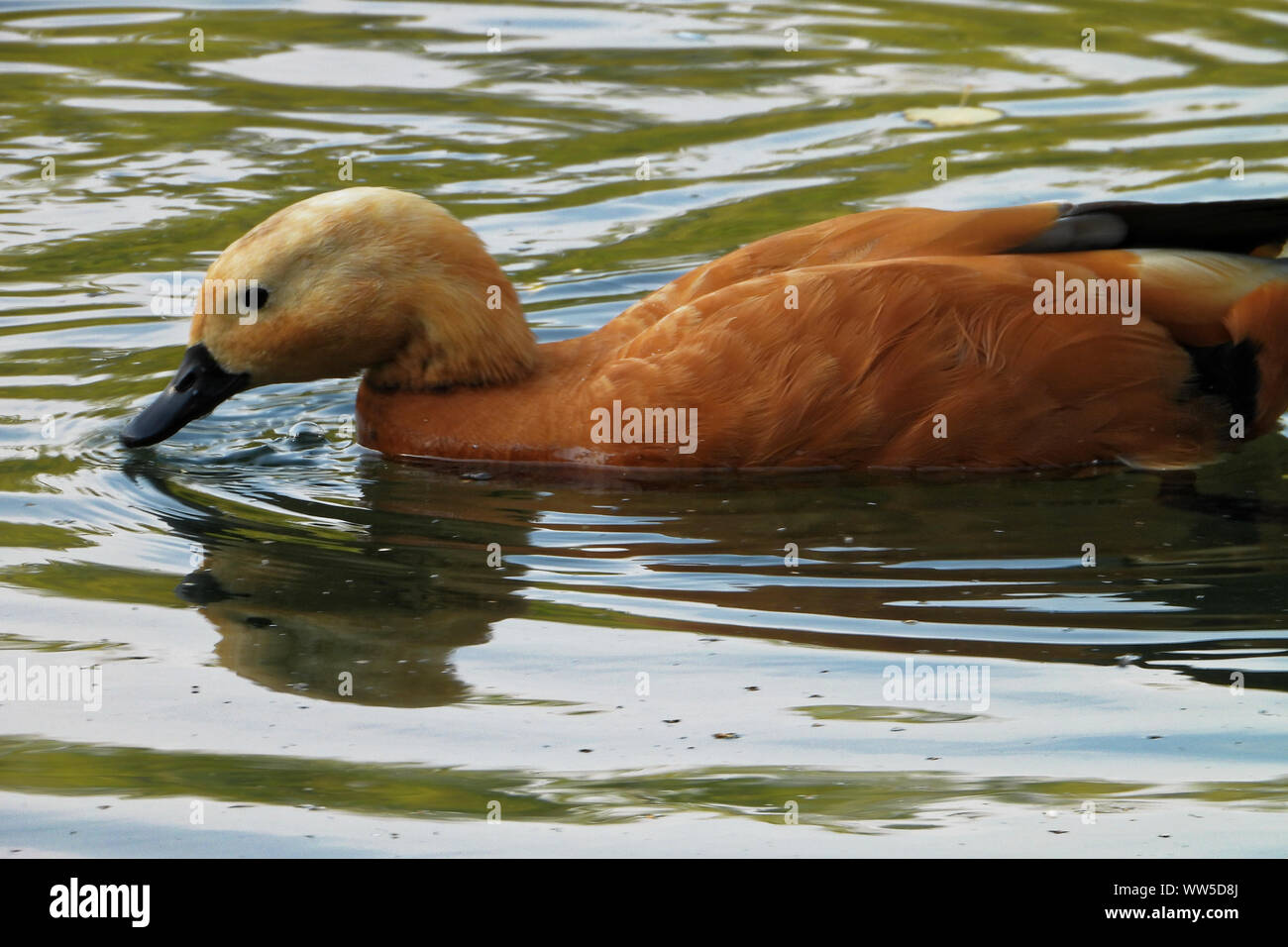 Ruddy shelduck (Tadorna ferruginea), known in India as the Brahminy ...