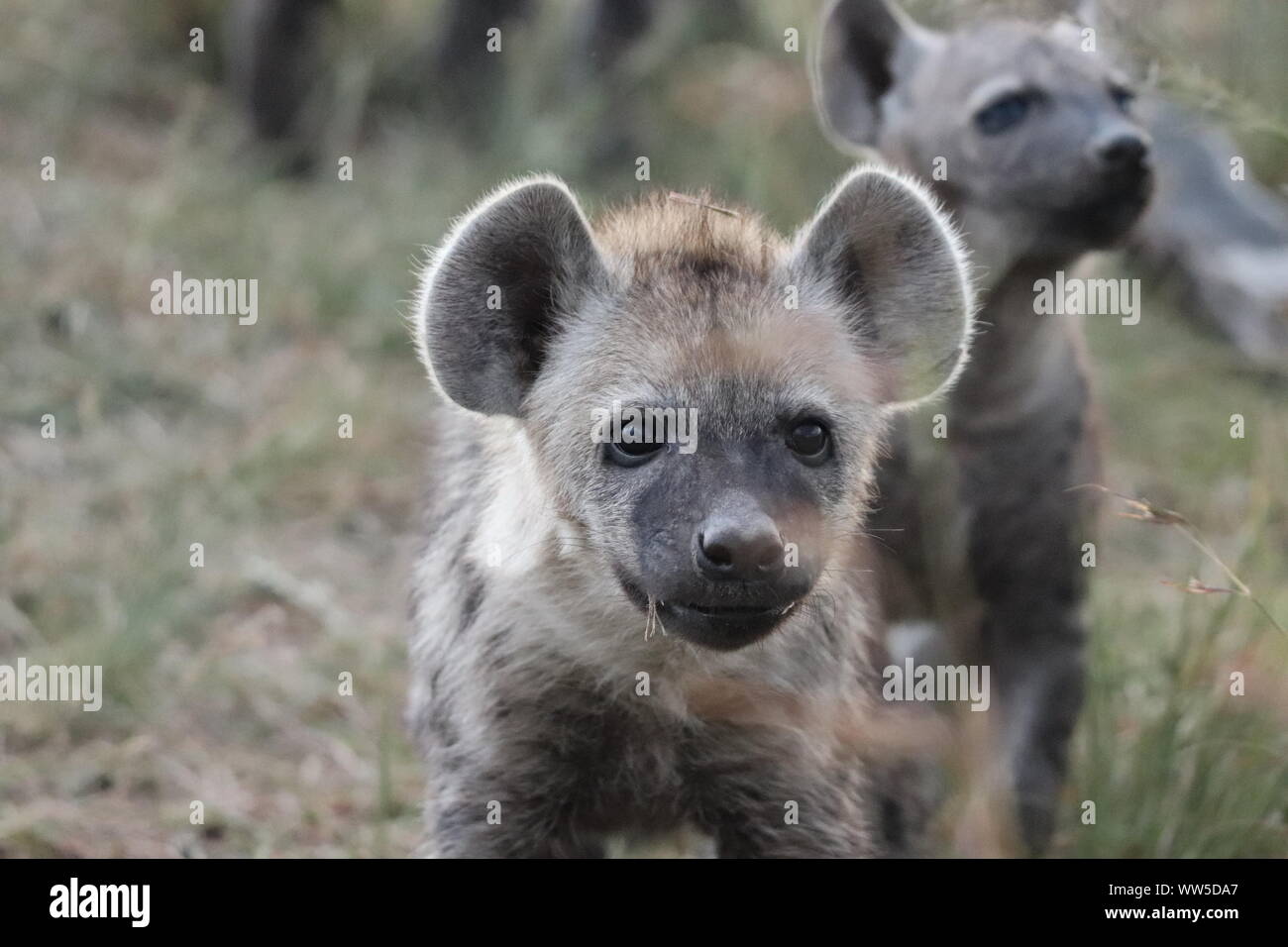 Spotted hyena face closeup, Masai Mara National Park, Kenya Stock Photo ...