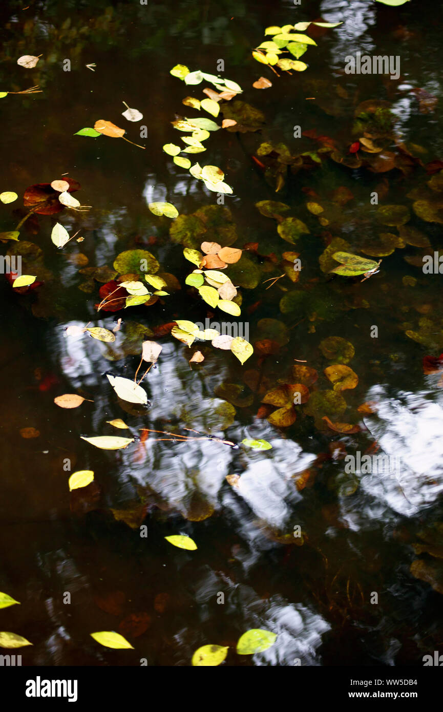 Make a container pond hi-res stock photography and images - Alamy