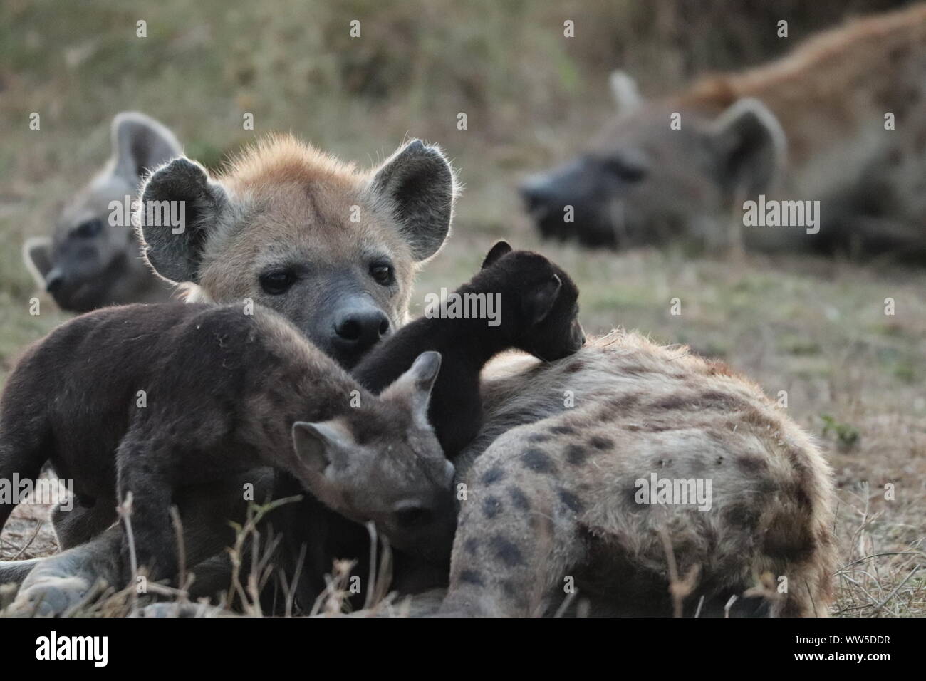 Spotted hyena cubs, Masai Mara National Park, Kenya Stock Photo - Alamy