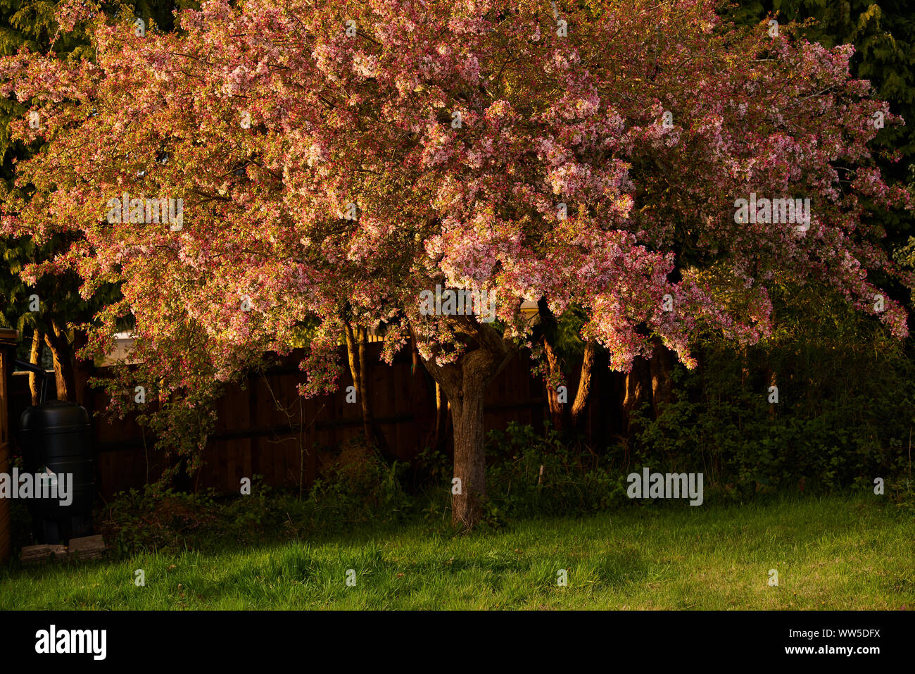 English cherry orchard hi-res stock photography and images - Alamy