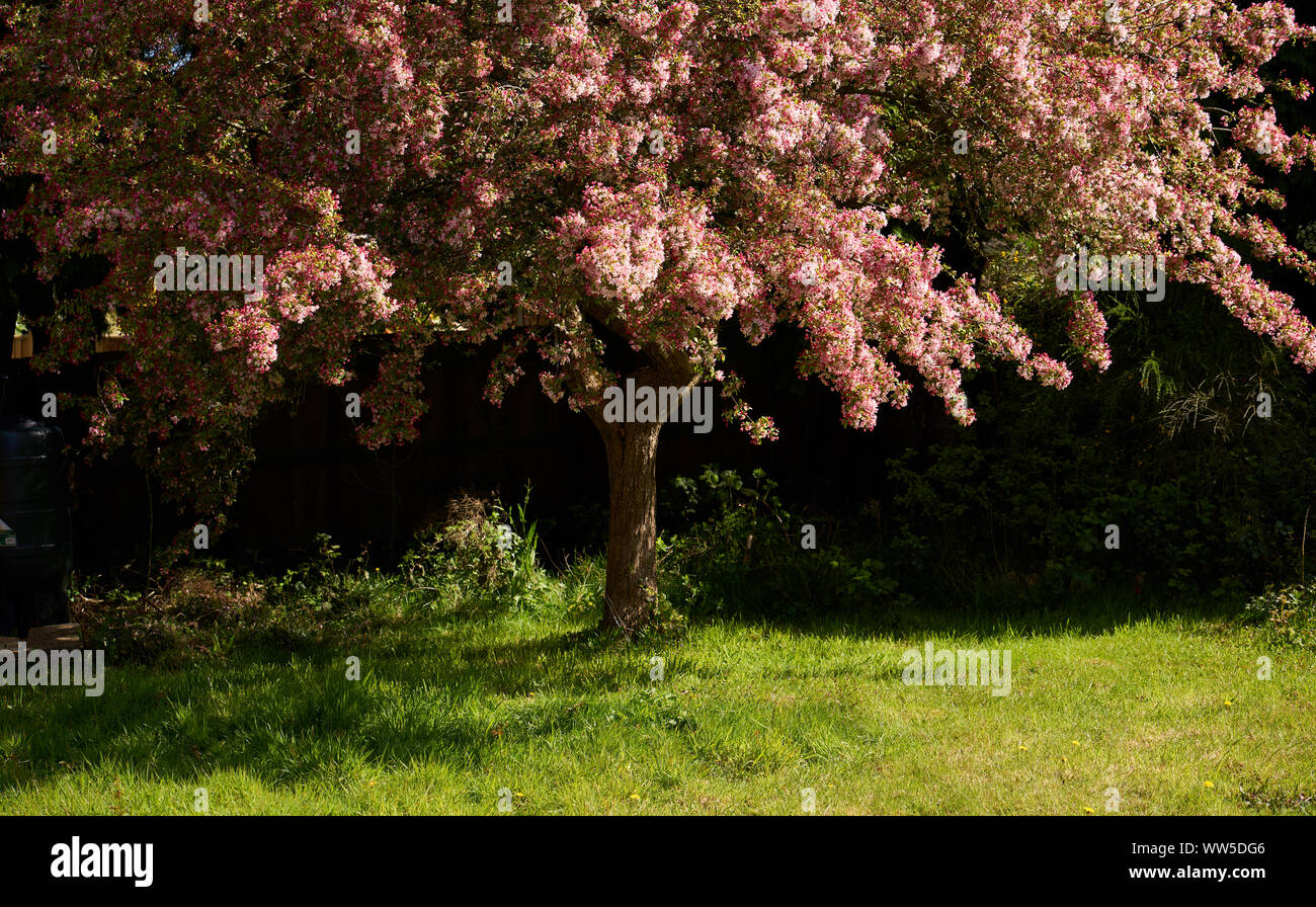 A cherry blossom tree at sunset in an English orchard Stock Photo - Alamy