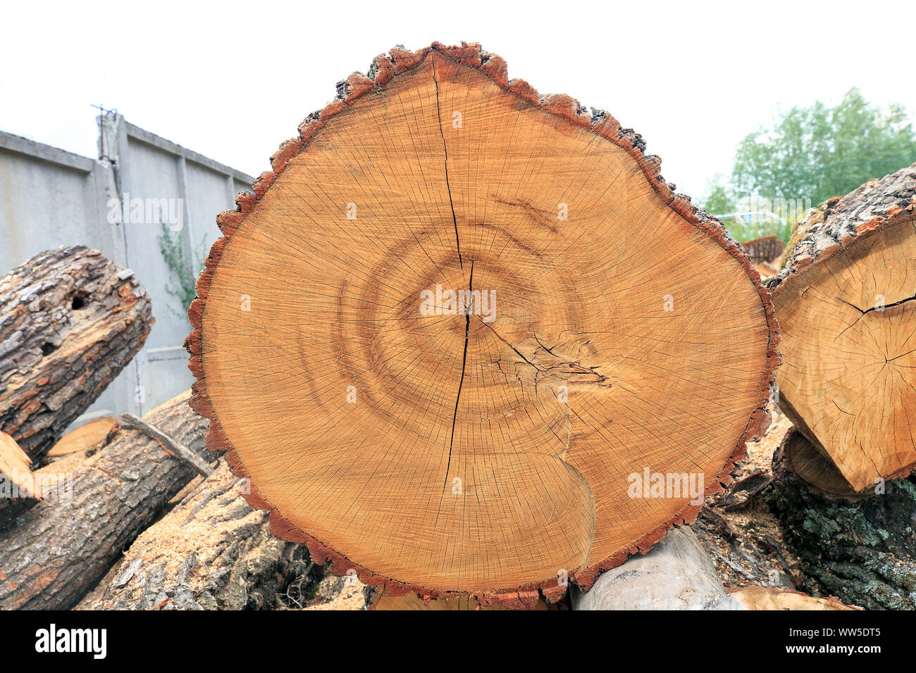 Cut tree with annual ring. Stack of firewood, top view Stock Photo - Alamy