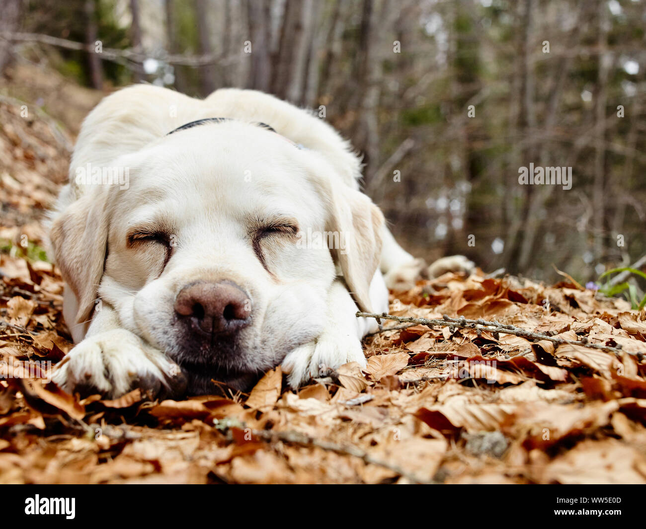 white Labrador dog lying with closed eyes on foliage covered way Stock ...