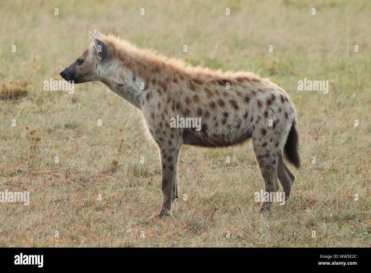 Spotted hyena in the savannah, Masai Mara National Park, Kenya Stock ...