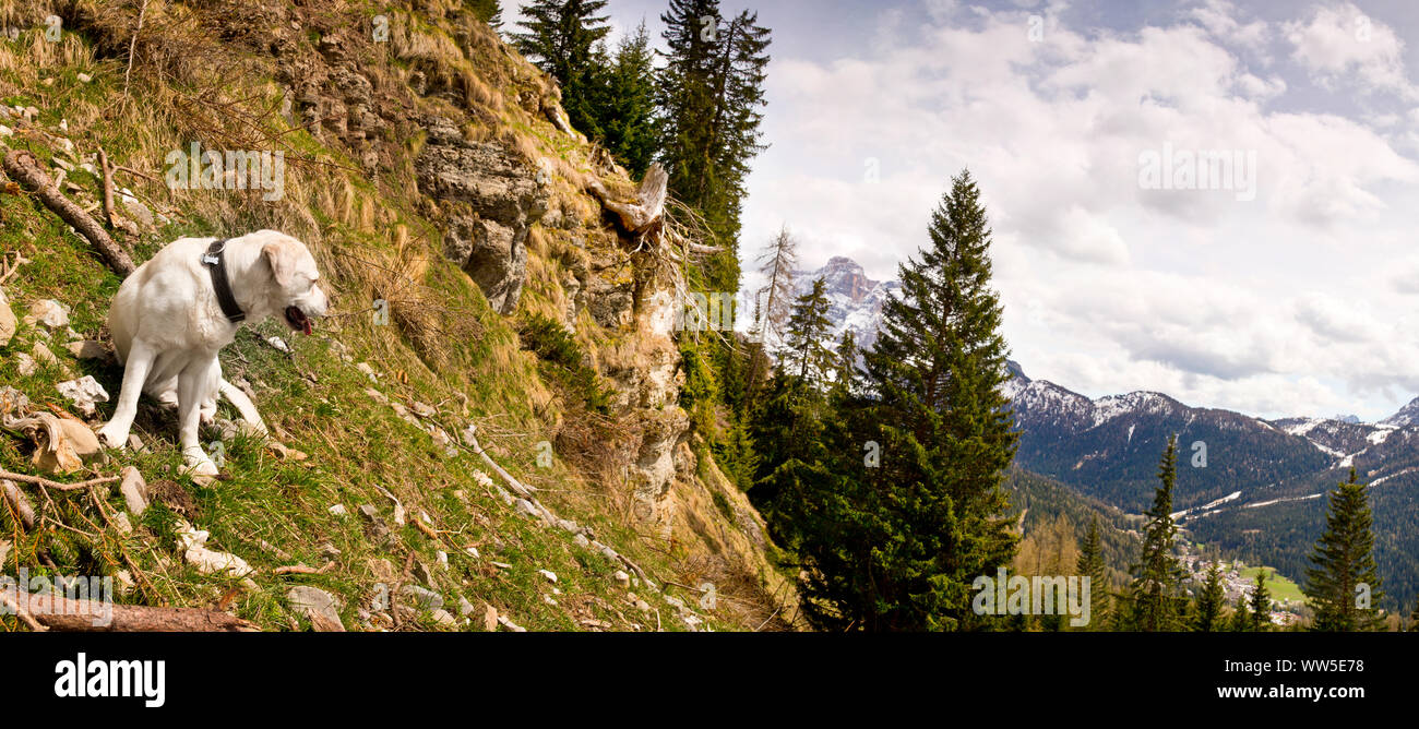 Panoramic picture of a white Labrador dog at a slope looking out Stock ...