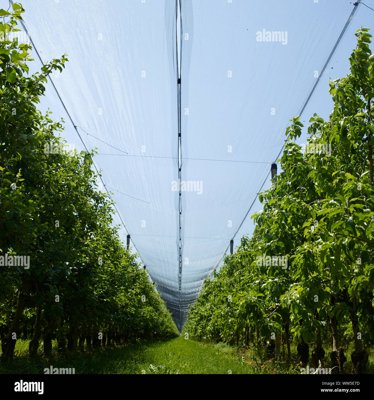 Storefront protection hi-res stock photography and images - Alamy