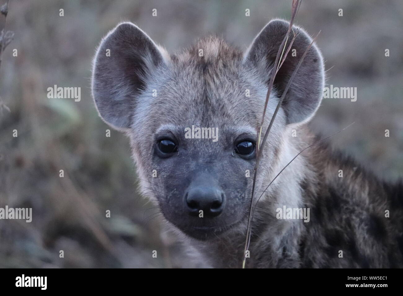 Spotted hyena face closeup, Masai Mara National Park, Kenya Stock Photo ...