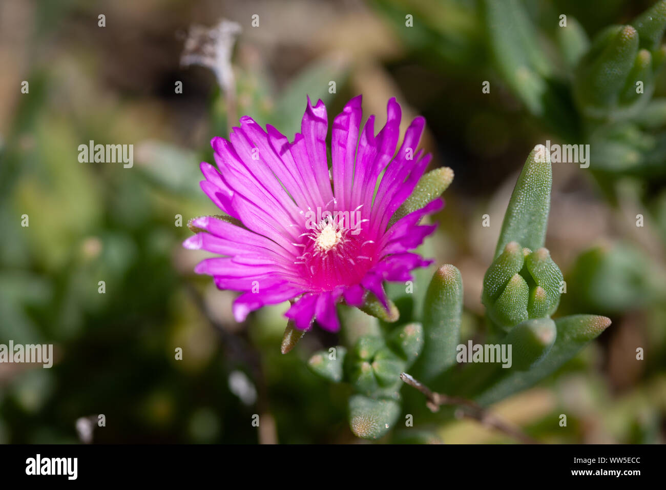 Bright pink single flower hi-res stock photography and images - Alamy