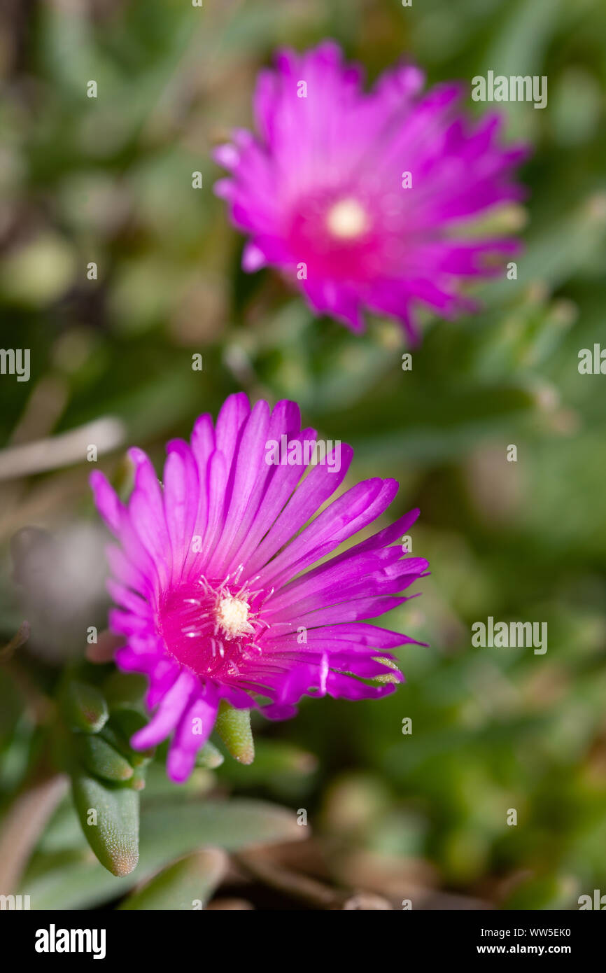 Two pink flowers hi-res stock photography and images - Alamy