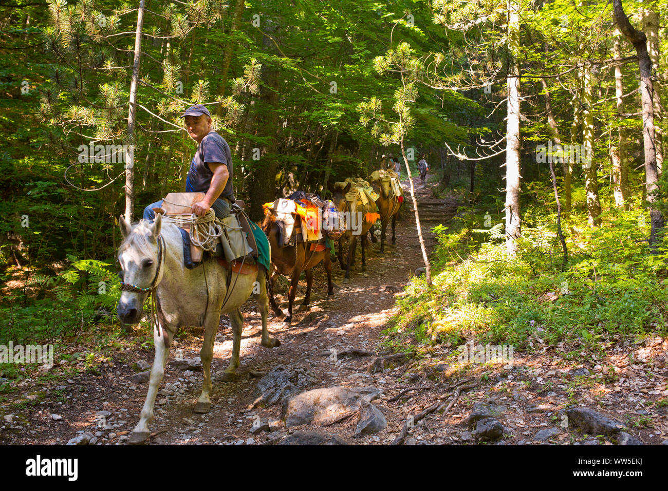 Mules as burden bearers on mountain trail with rider hi-res stock ...
