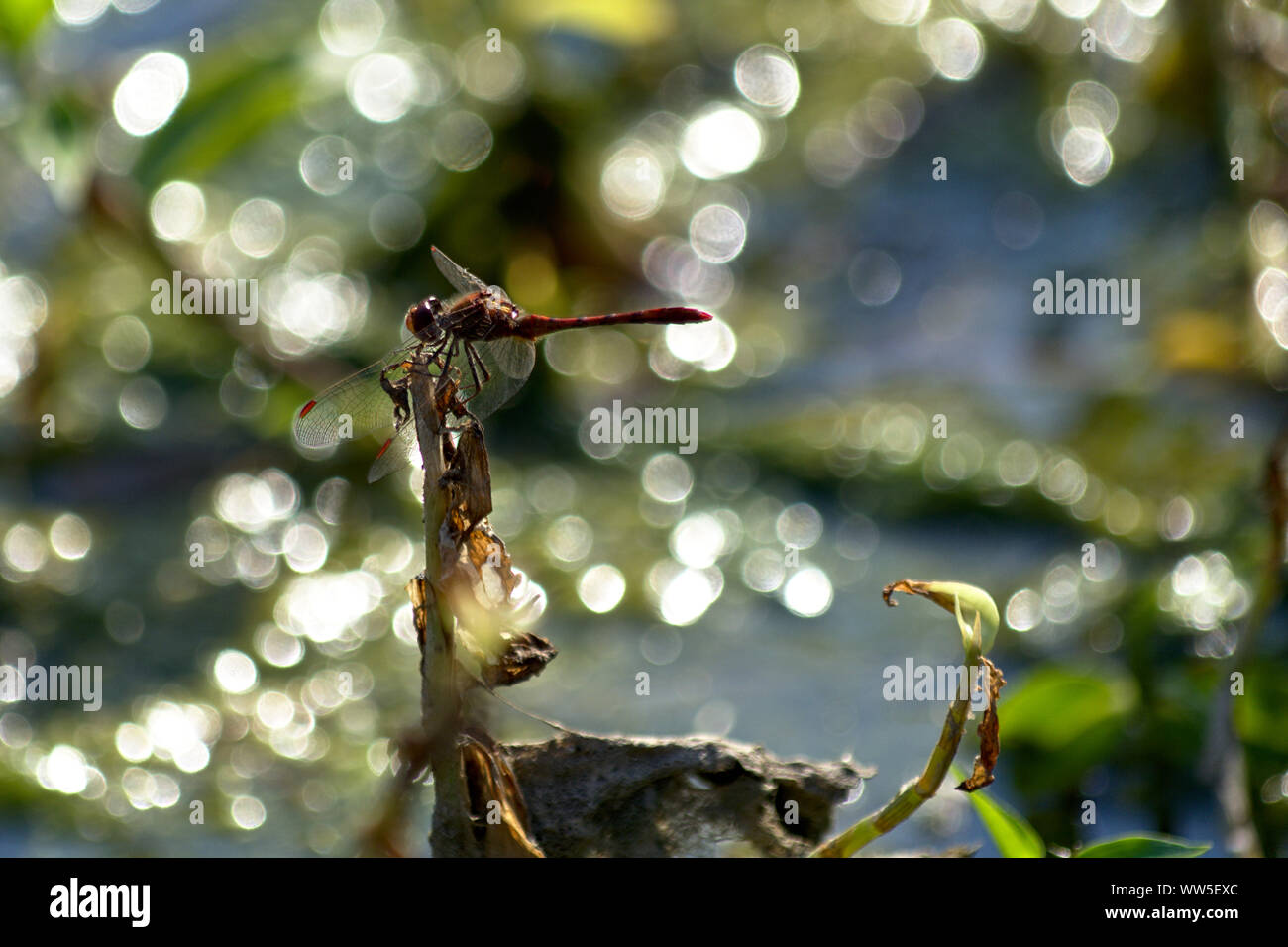 Close up of a dragonfly Stock Photo - Alamy