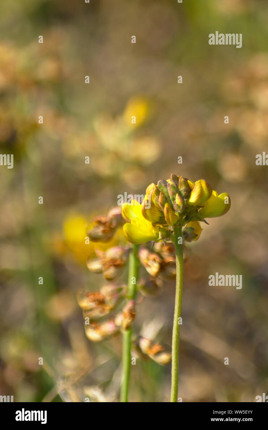 Yellow clover flower hi-res stock photography and images - Alamy