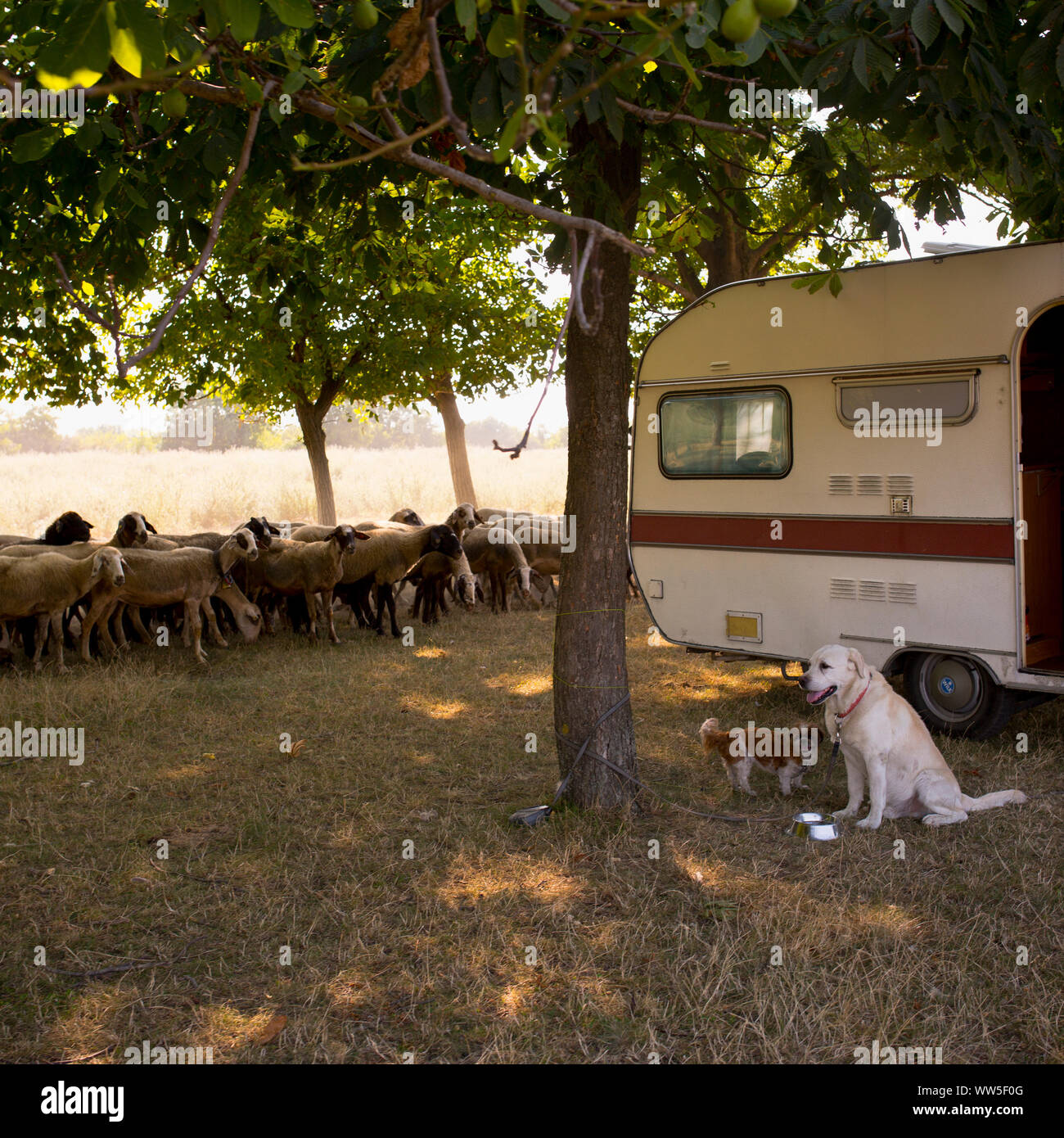 Caravan on meadow with two dogs in front of it and a flock of sheep ...