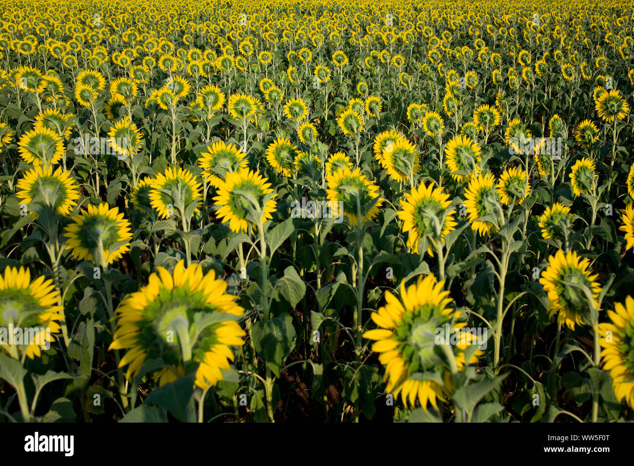 Sunflowers on field from the back turning away Stock Photo - Alamy