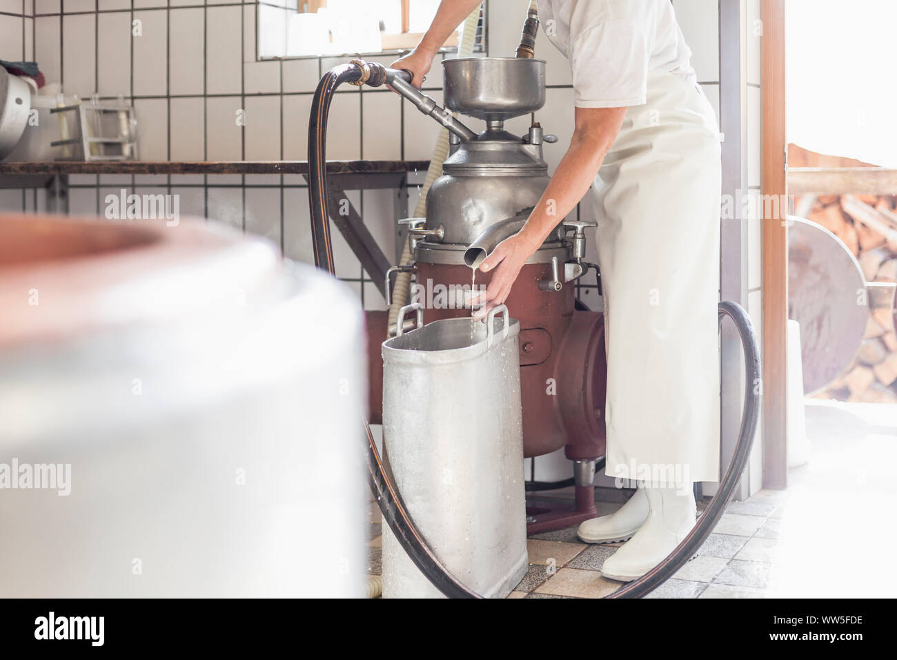 Dairymaid processing fresh milk for spicy cheese, cleaning of the ...