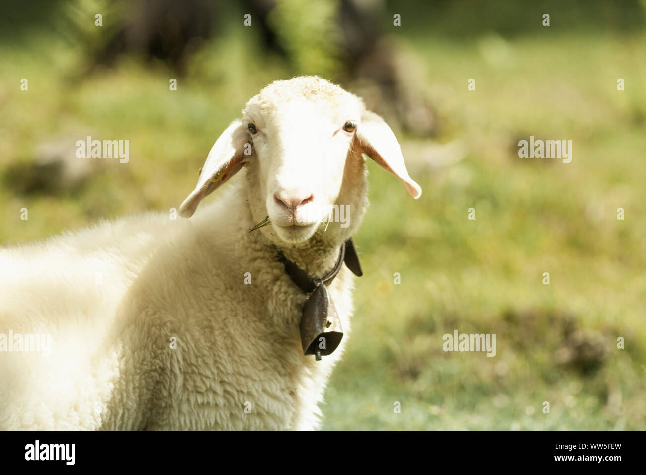A white sheep on a meadow with a bell around the neck Stock Photo - Alamy