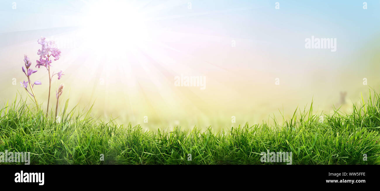 Lush spring green grass background with a sunny summer blue sky over ...