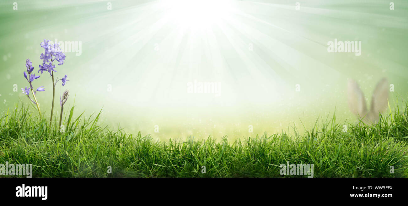 Lush spring green grass background with a sunny summer blue sky over ...
