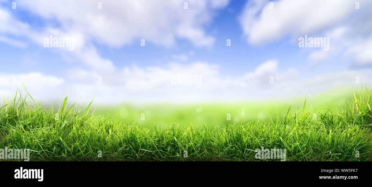 Lush spring green grass background with a summer blue sky over fields ...