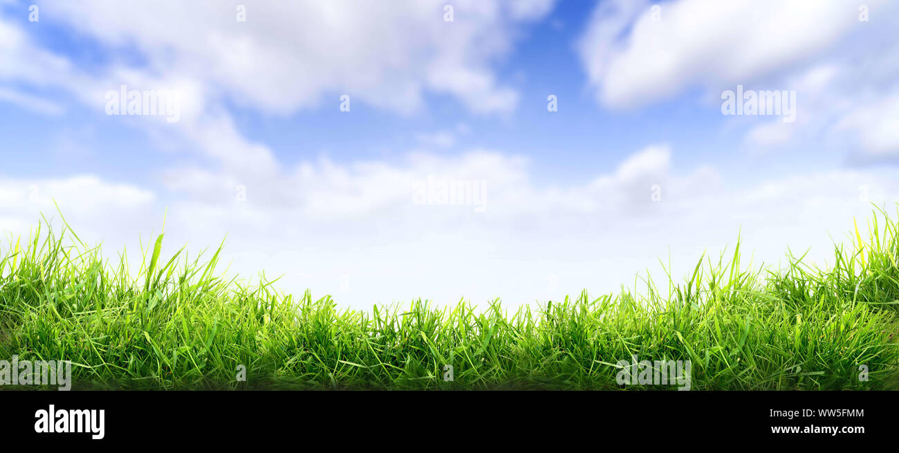 Lush spring green grass background with a summer blue sky over fields ...