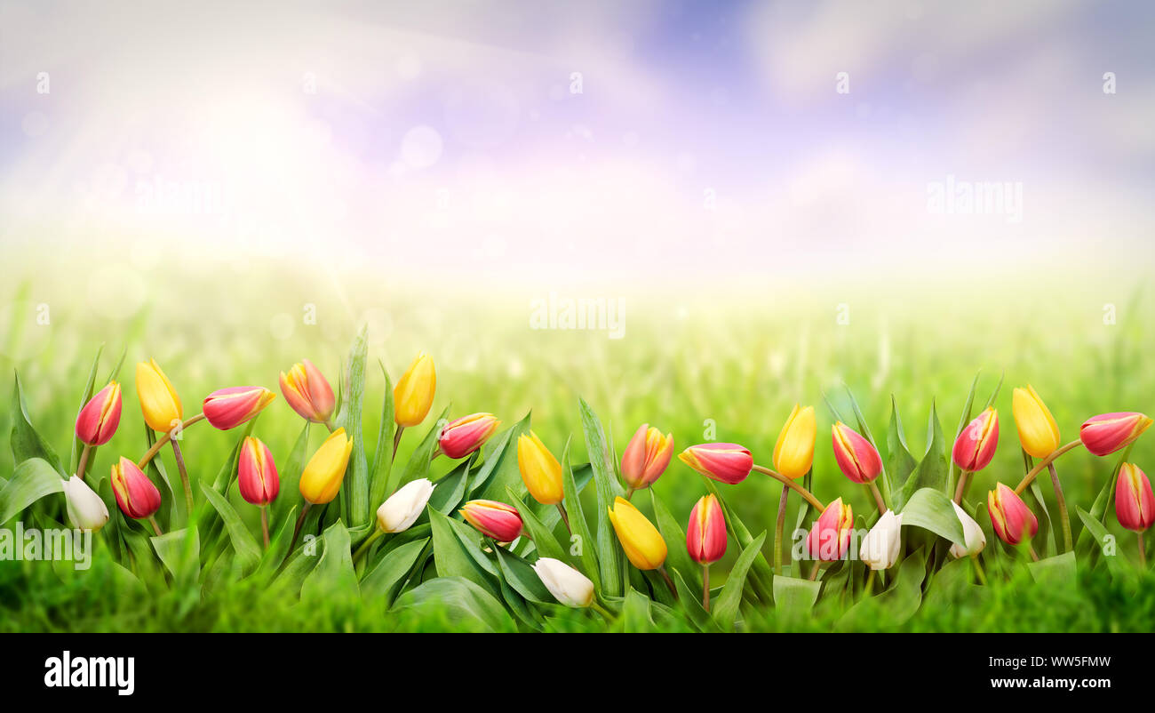 A green meadow of tulip flowers on a sunny spring, summers day Stock ...
