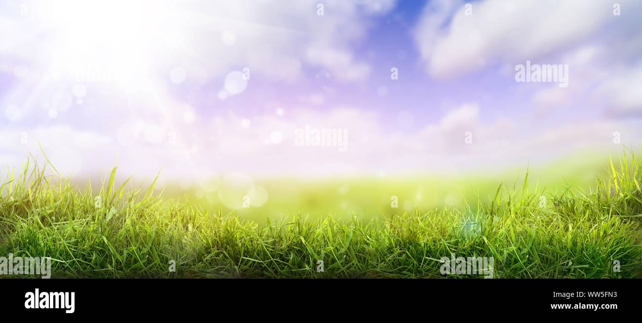 Lush spring green grass background with a summer blue sky over fields ...