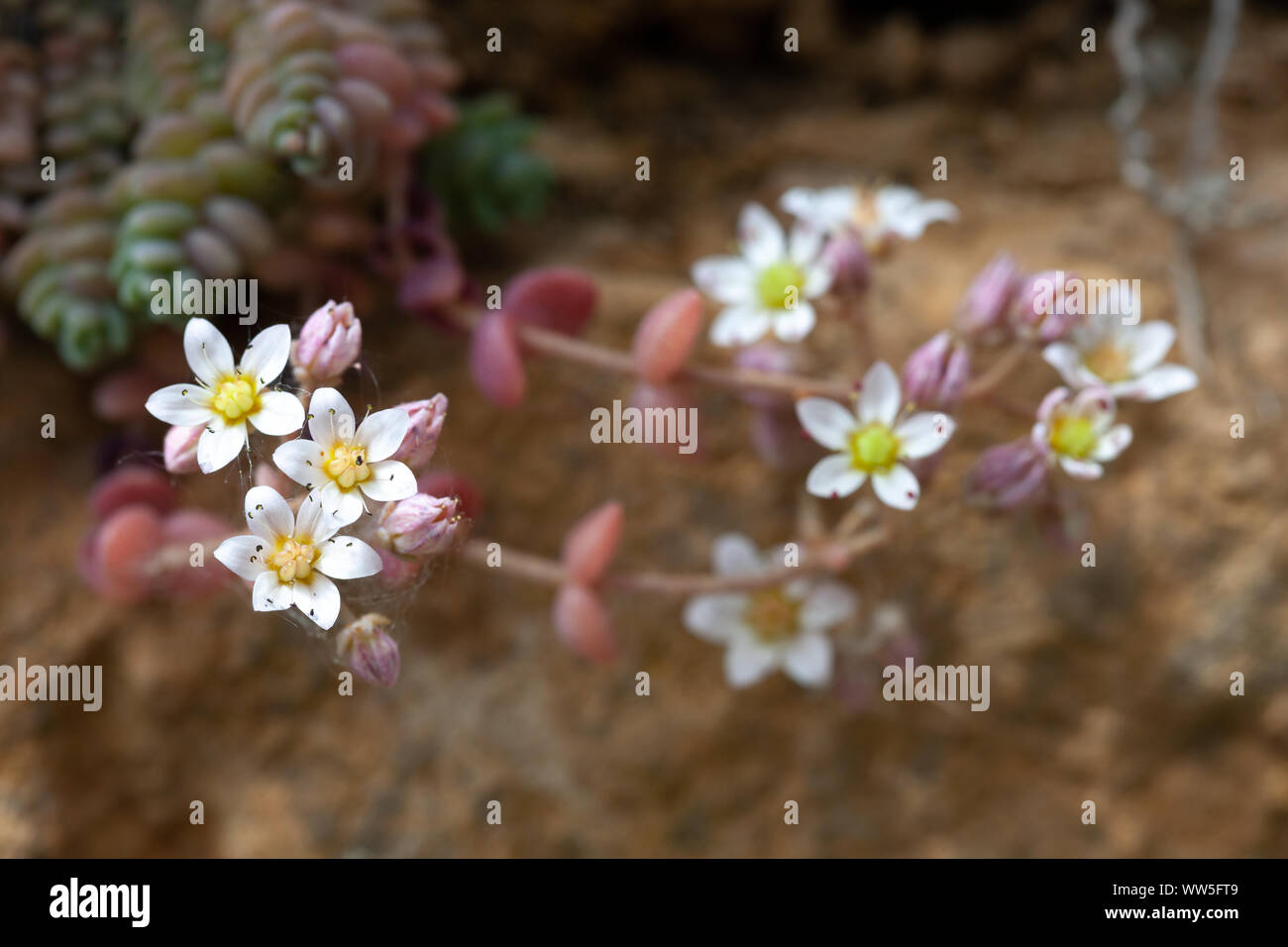 Close up flowers hi-res stock photography and images - Alamy