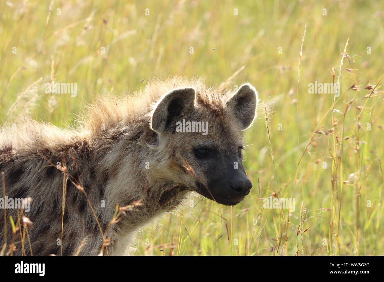 Spotted hyena in the savannah, Masai Mara National Park, Kenya Stock ...