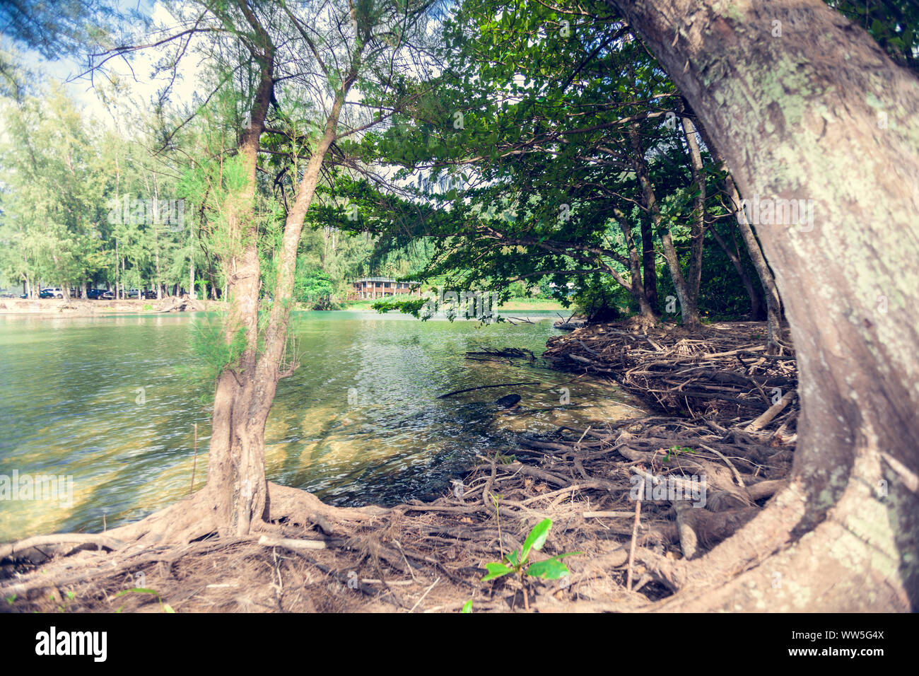 River in the primeval forest, Kauai, Hawaii, USA Stock Photo - Alamy