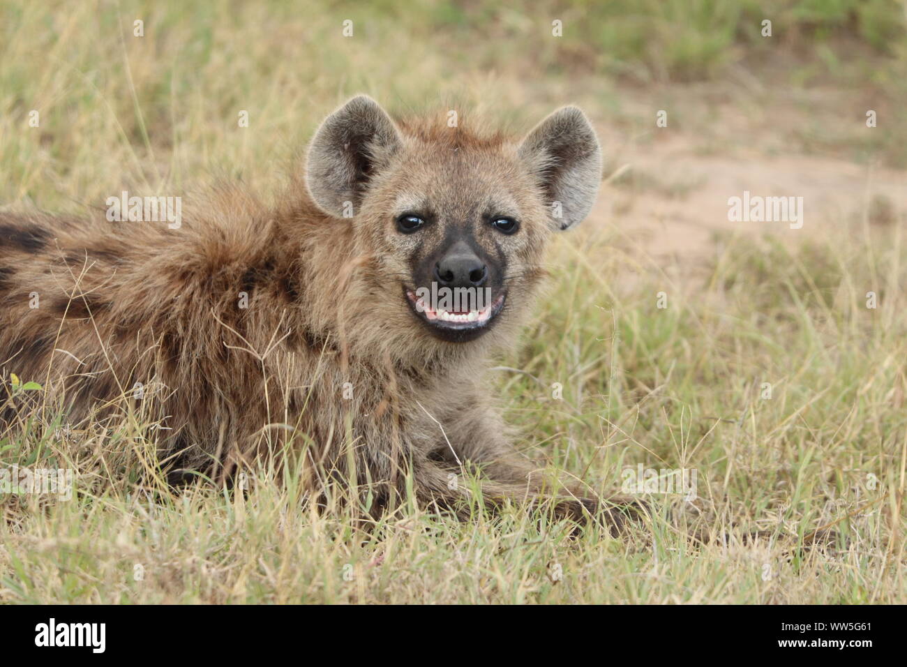 Spotted hyena in the savannah, Masai Mara National Park, Kenya Stock ...