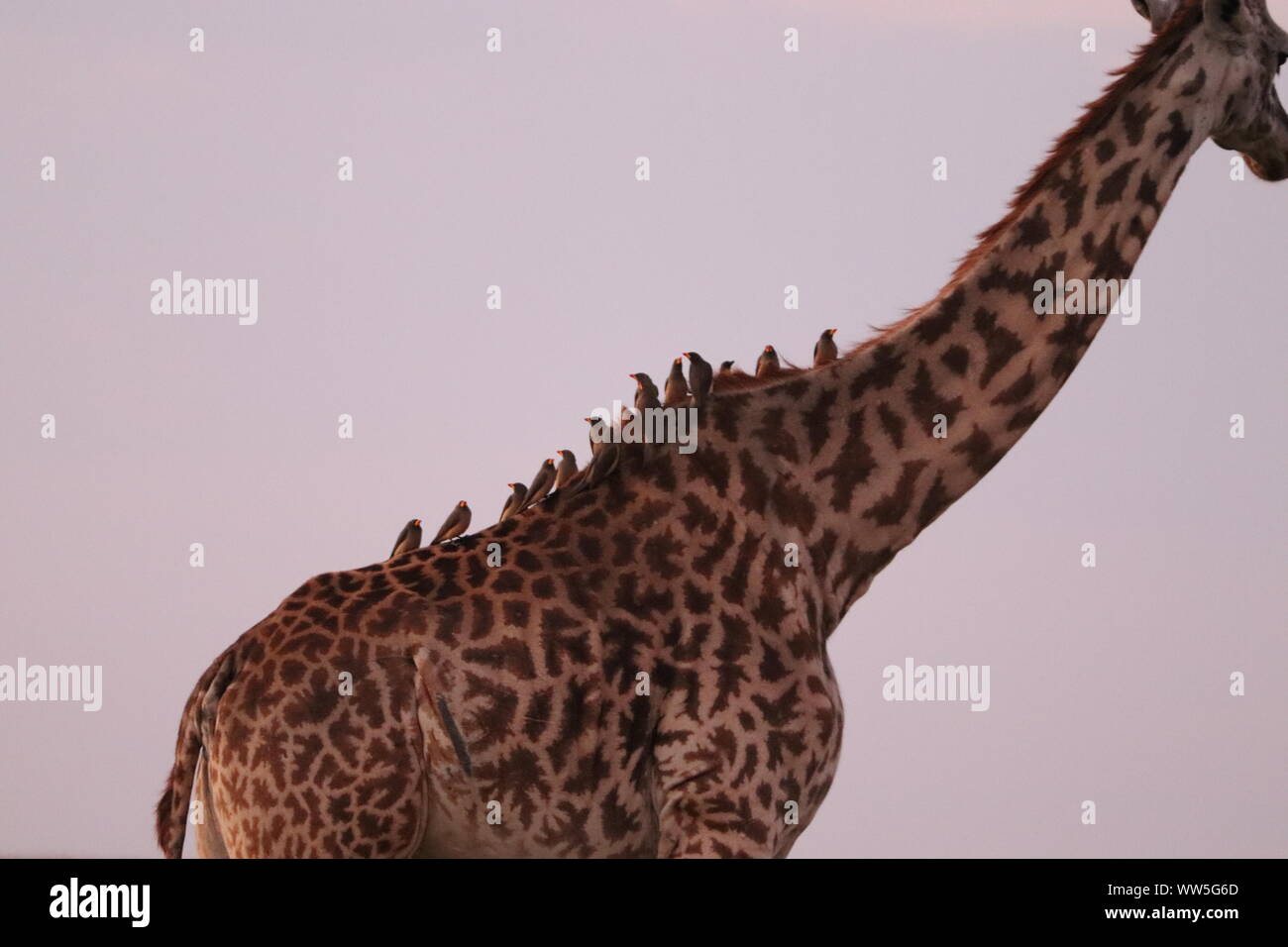 Giraffe sighting hi-res stock photography and images - Alamy